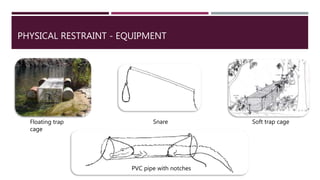 Physical and Chemical Restraints in Alligators and Gharials | PPTX