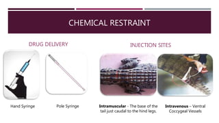 Physical and Chemical Restraints in Alligators and Gharials | PPTX