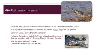 Physical and Chemical Restraints in Alligators and Gharials | PPTX