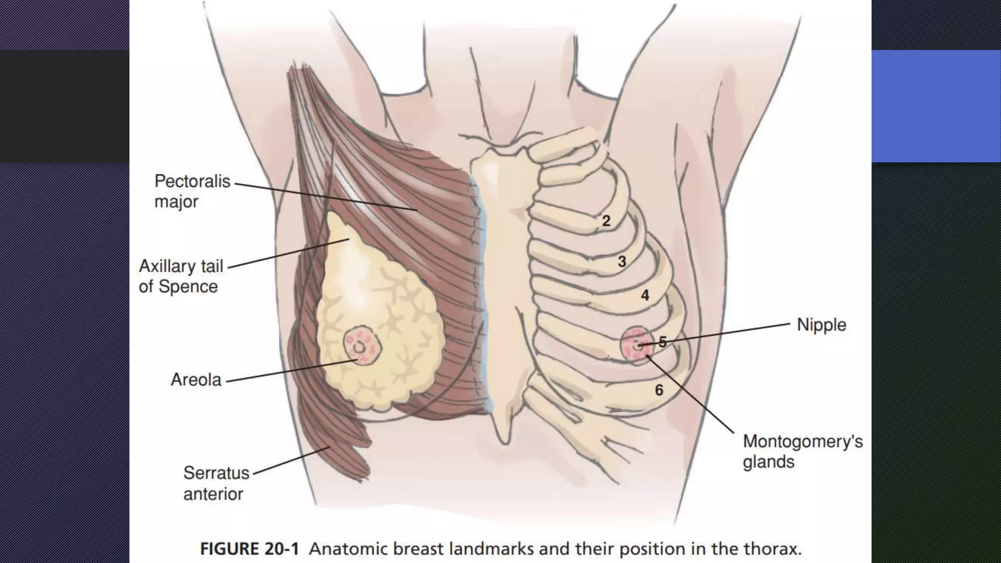 Physical Assessment 12 -Breast and Axilla.ppt