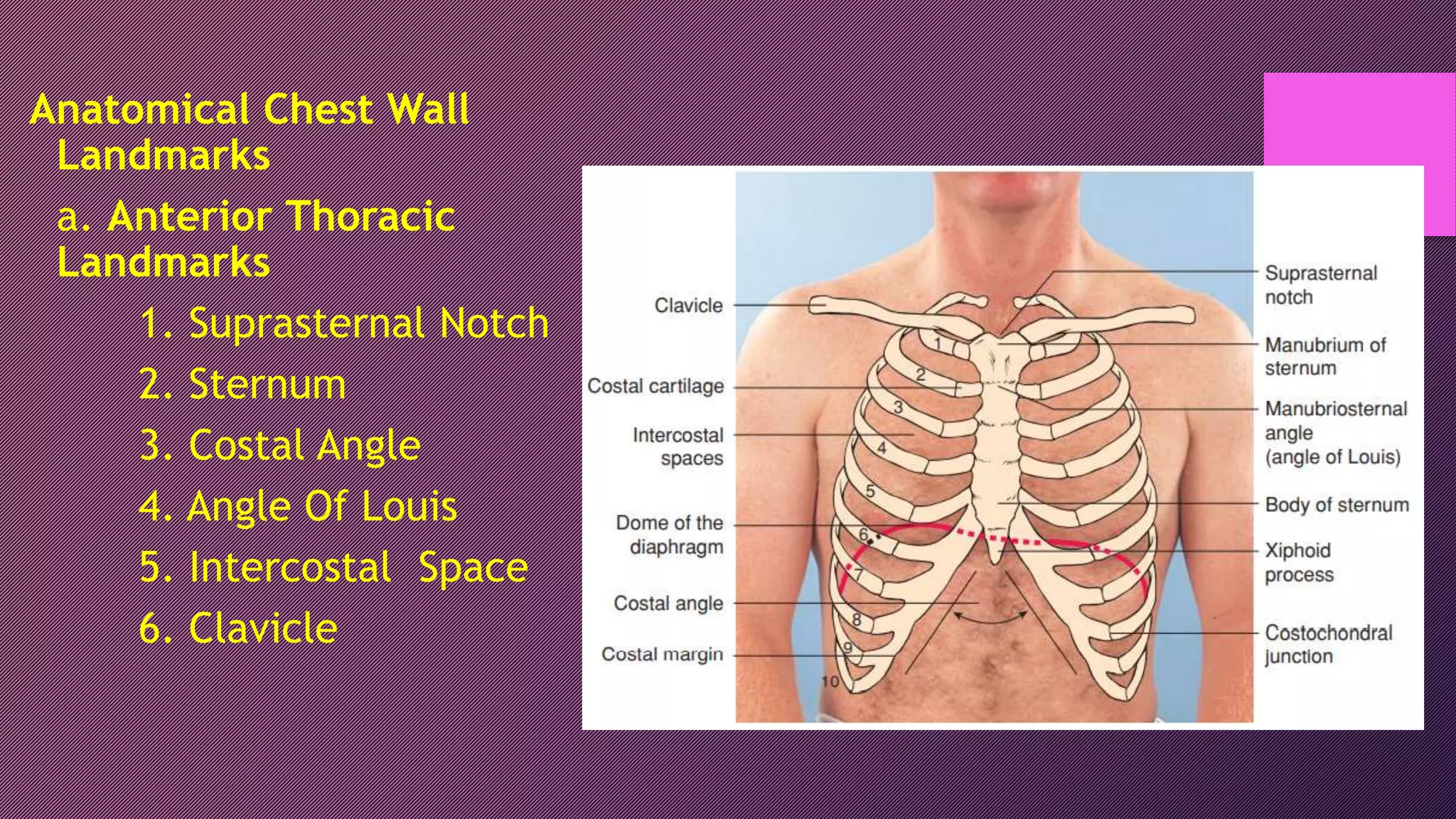 Physical Assessment 13 - Thorax Lungs Heart Sounds.ppt | Death, Injury ...