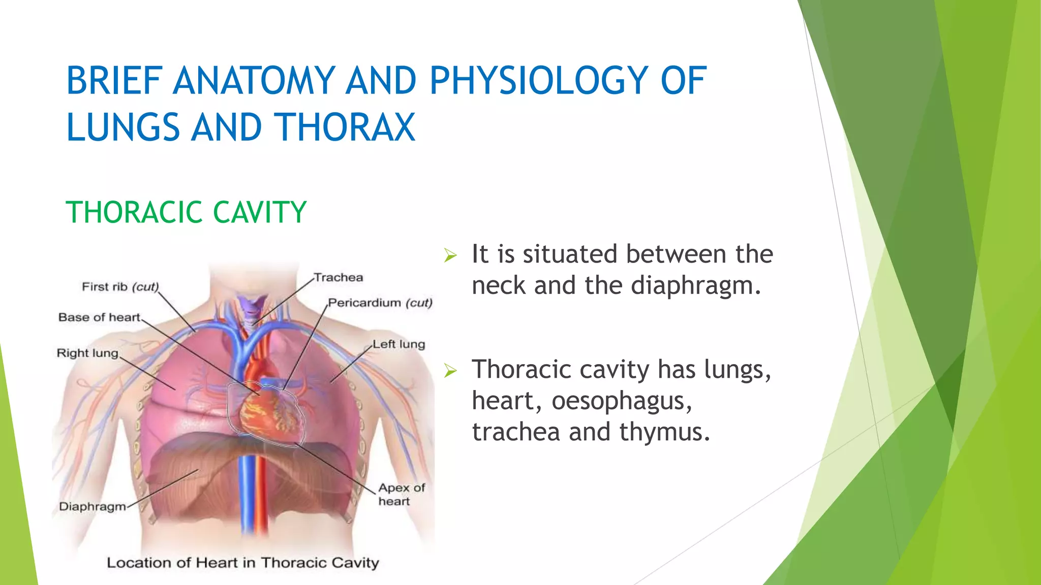 PHYSICAL ASSESSMENT OF THORAX AND LUNGS..pptx