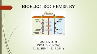 Physical bioelectrochem presentation pamela | PPTX