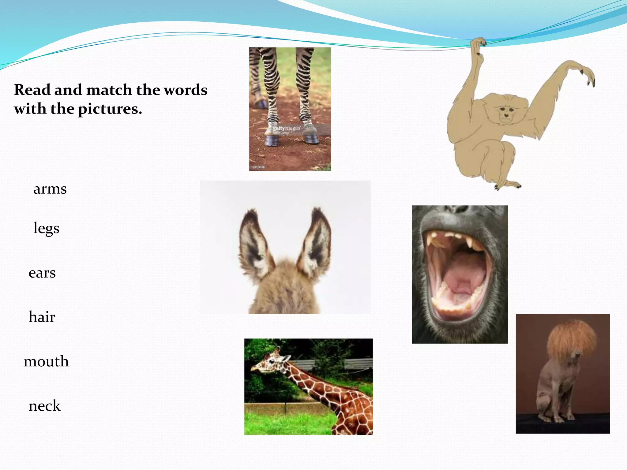 Physical characteristics of animals | PPTX