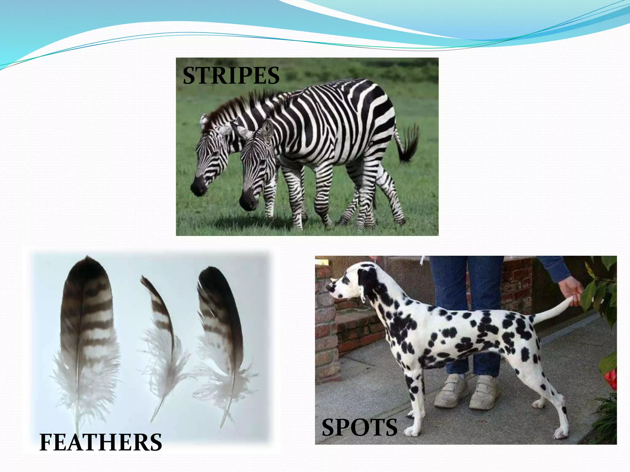 Physical characteristics of animals | PPTX