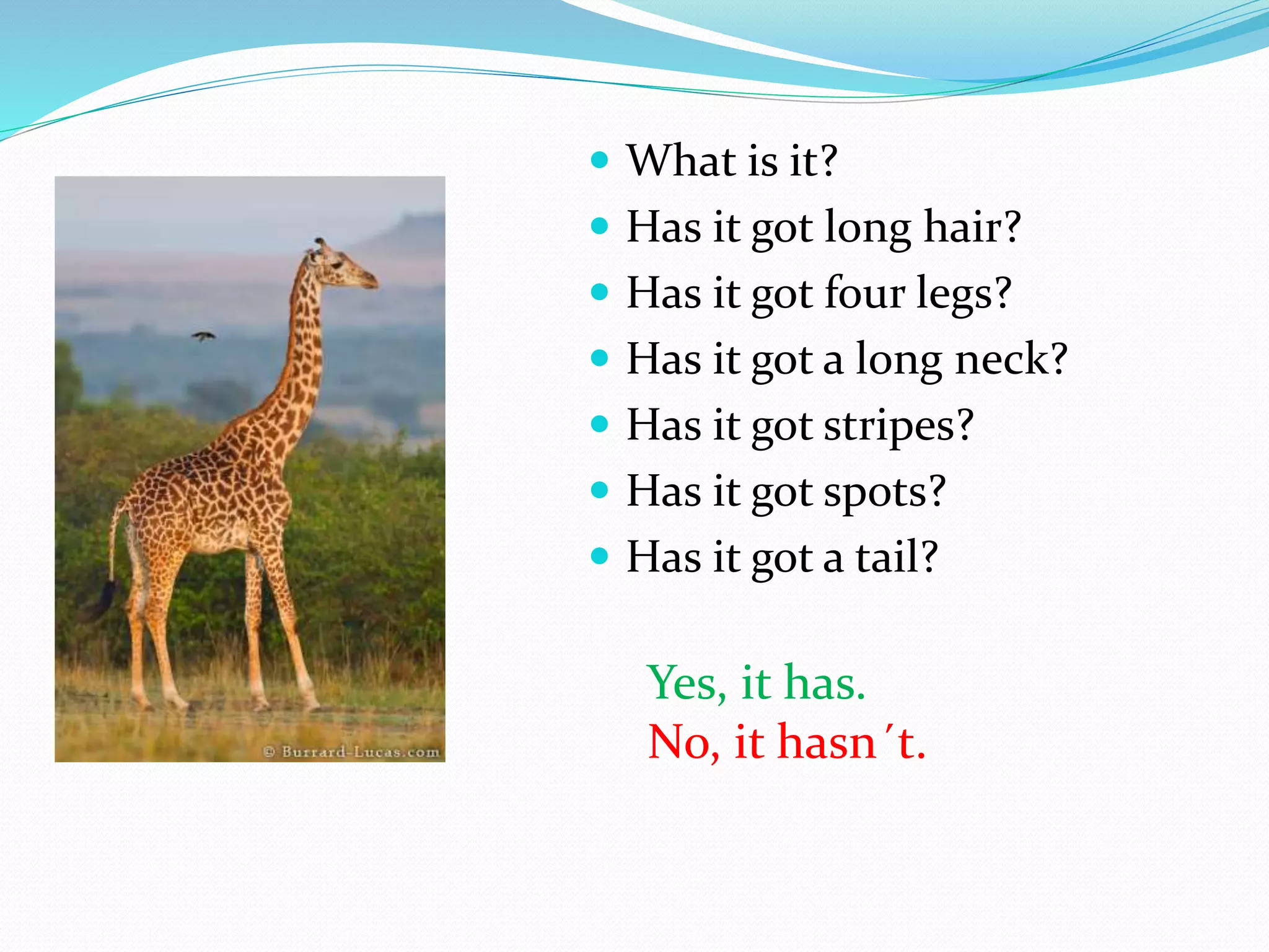 Physical characteristics of animals | PPTX