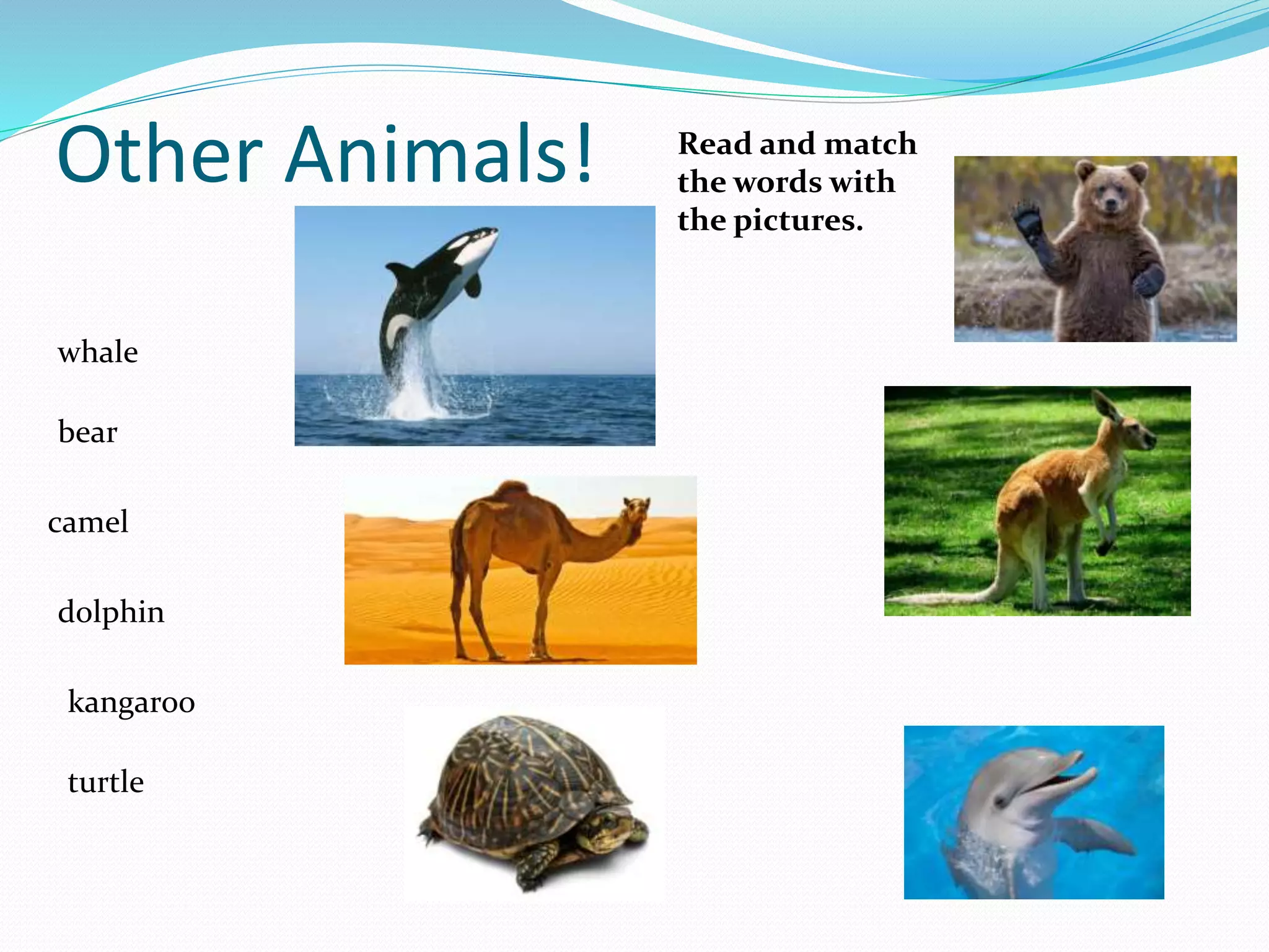 Physical characteristics of animals | PPTX