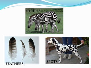Physical characteristics of animals | PPTX