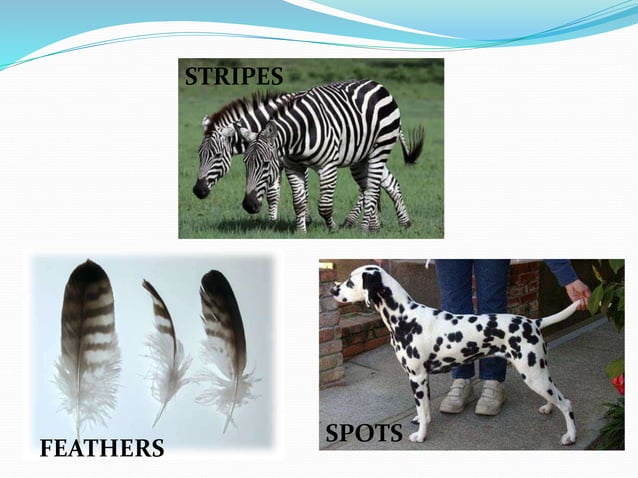 Physical characteristics of animals | PPT