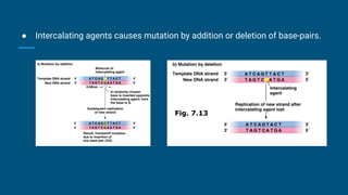 Physical & Chemical Mutagen (BS415).pdf