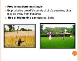 PHYSICAL METHODS OF INSECT CONTROL.pptx