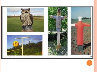PHYSICAL METHODS OF INSECT CONTROL.pptx