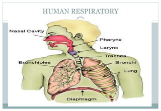 Physical education human respiration | PPT