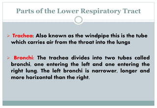 Physical education human respiration | PPTX