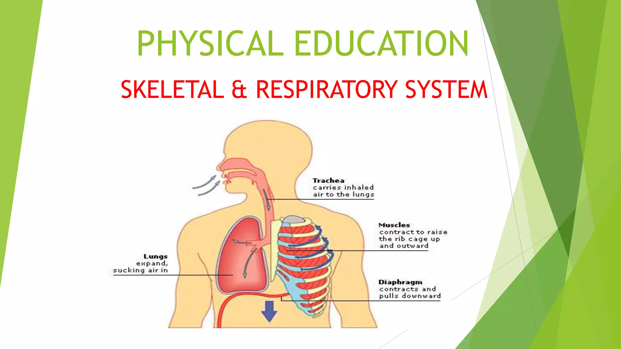 Physical education lesson plan on respiratory system | PPTX