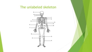 Physical education lesson plan on respiratory system | PPT