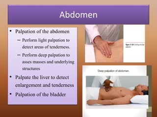 Physical examination abdomen, musculoskeletal and neurological system ...