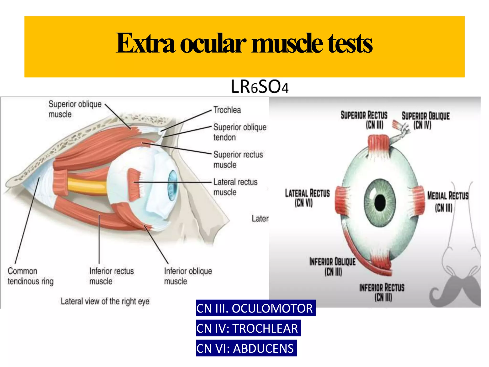 physical examination head and neck.pptx