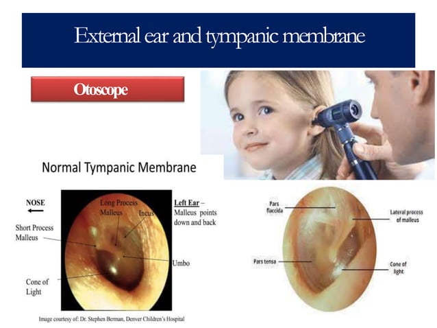 physical examination head and neck.pptx | Ear, Nose and Throat ...