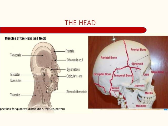 physical examination head and neck.pptx | Ear, Nose and Throat ...