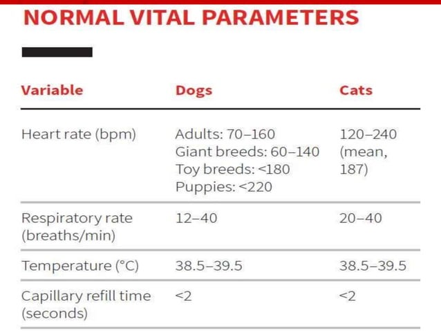 Physical examination of dogs & cats | PPTX | Veterinary Medicine | Pets