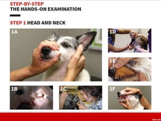 Physical examination of dogs & cats | PPTX