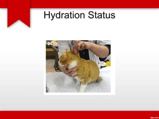 Physical examination of dogs & cats | PPTX