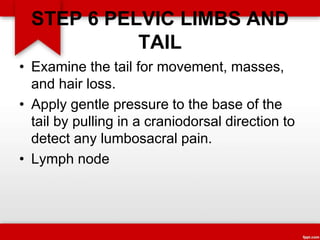 Physical examination of dogs & cats | PPTX