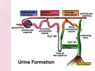 Physical examination of urine | PPTX | Chemistry | Science