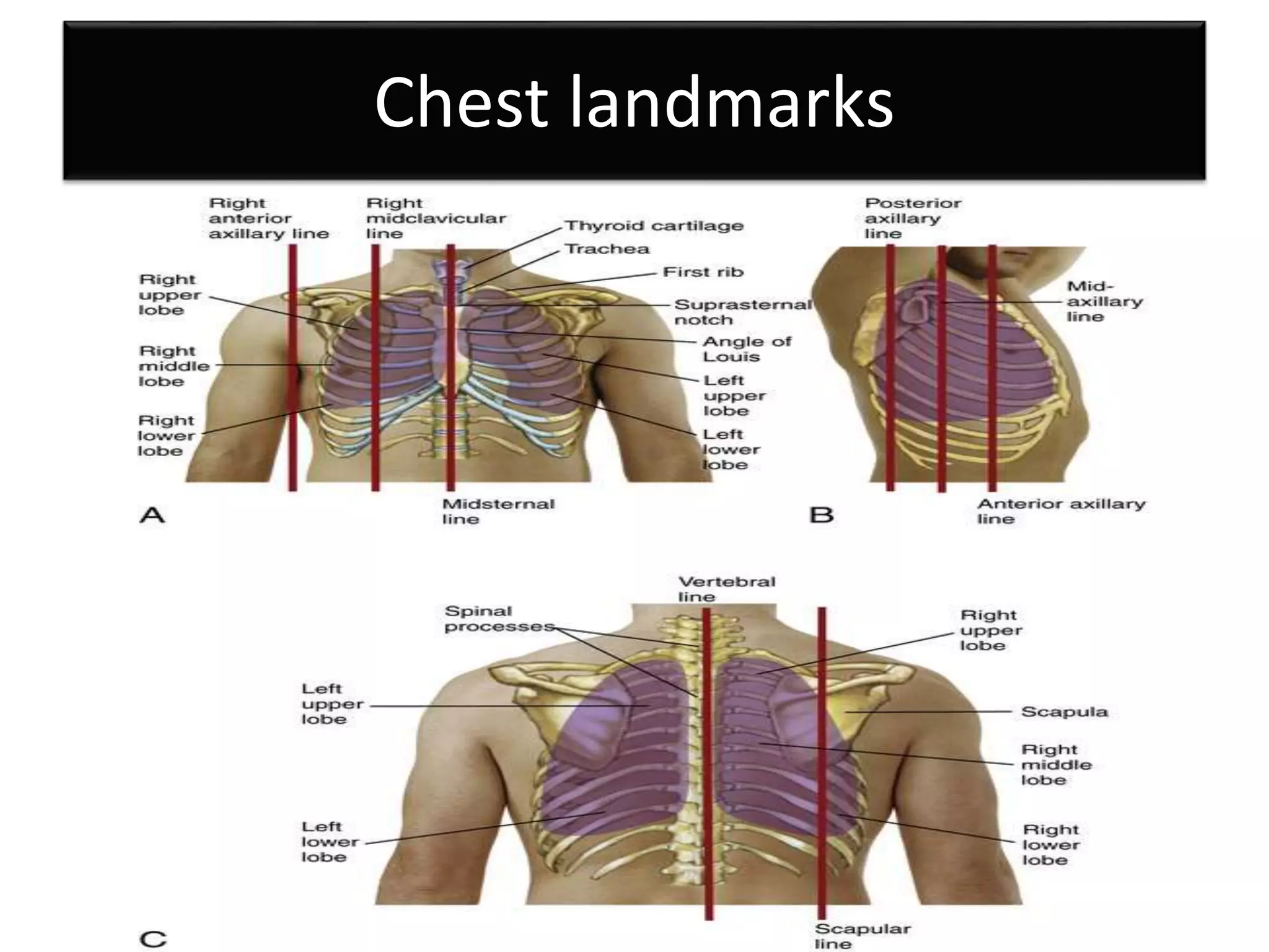 Physical examination thorax and lungs | PPTX