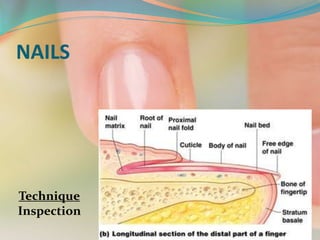 Physical examtn general survey integumentary | PPT