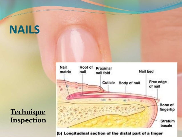 Physical examtn general survey integumentary