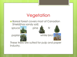 Physical geography of canada | PPTX