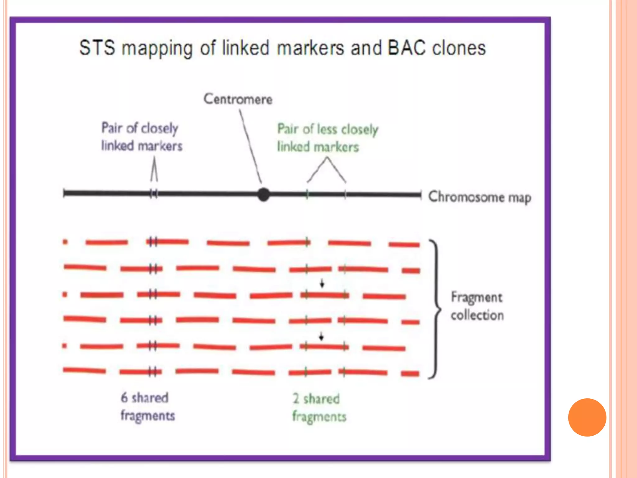 Physical mapping | PPTX