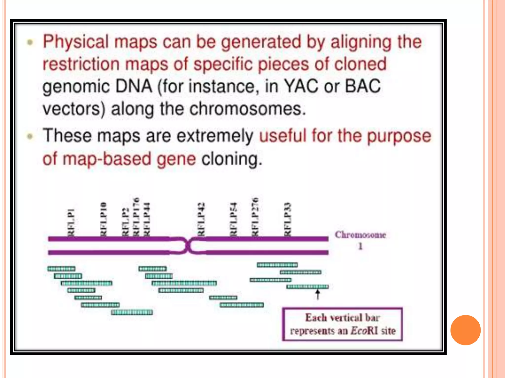 Physical mapping | PPTX
