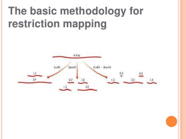 Physical mapping | PPTX