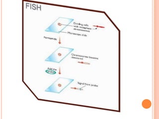 Physical mapping | PPTX
