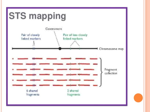 Physical mapping | PPTX