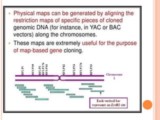 Physical mapping | PPTX