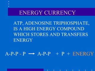 Physical Principles For Human Physiology | PPT