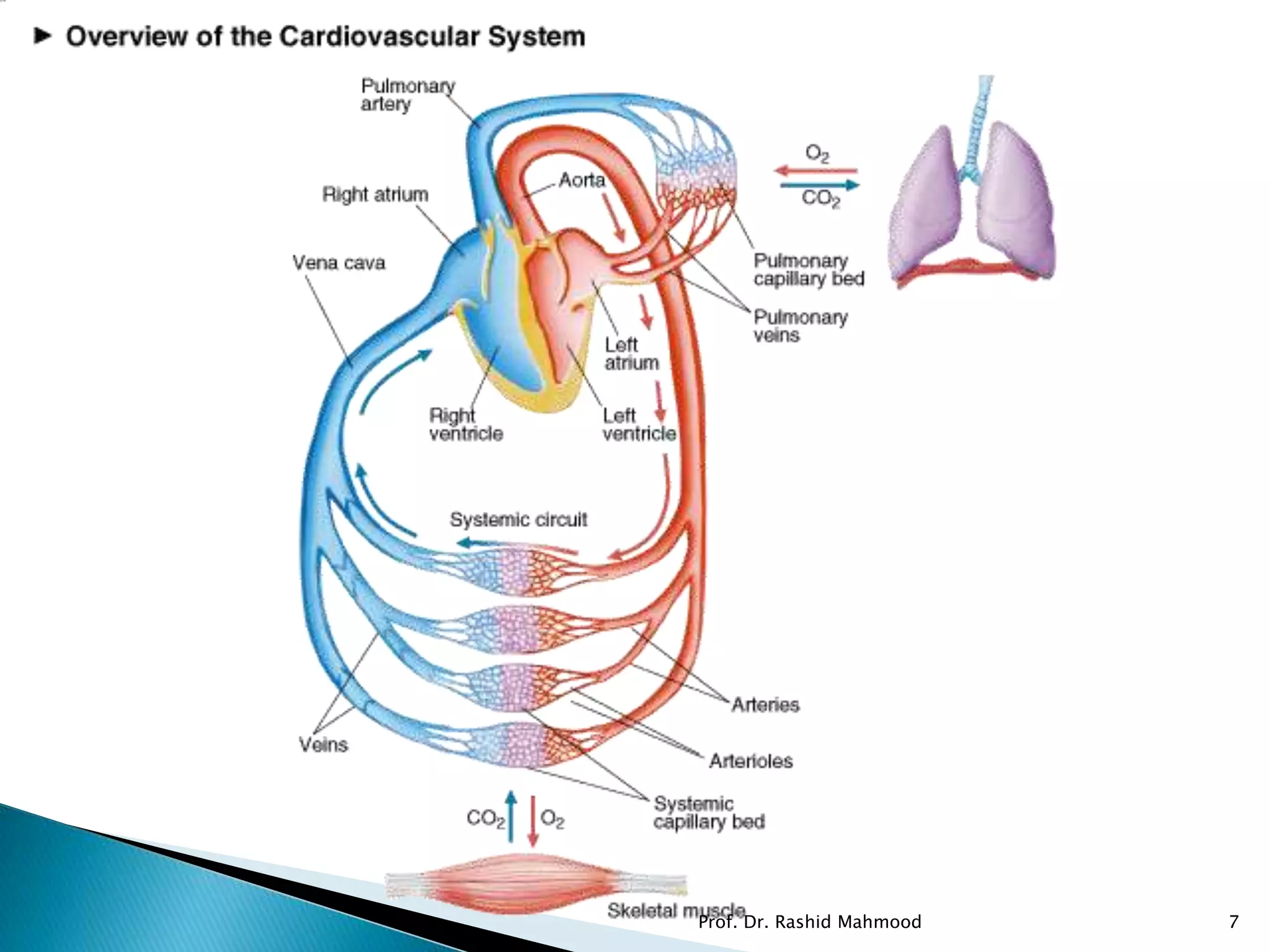 Physical principles of circulation rmc | PPTX