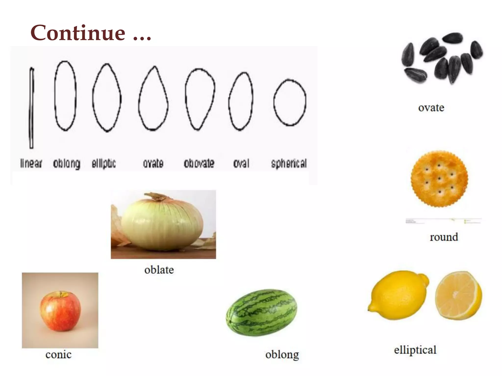 physical properties of food material.pdf