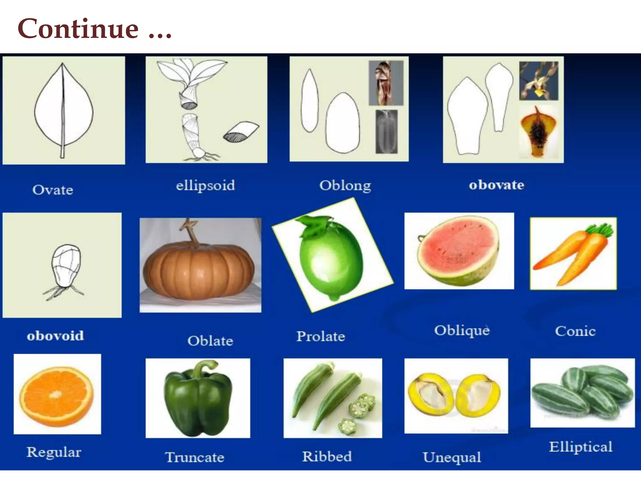 physical properties of food material.pdf