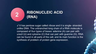 Nucleic Acid's informations , functions. | PPTX | Chemistry | Science