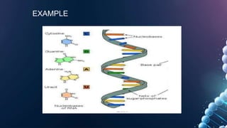 Nucleic Acid's informations , functions. | PPTX | Chemistry | Science