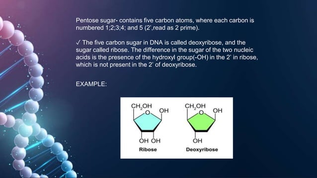 Nucleic Acid's informations , functions. | PPTX | Chemistry | Science