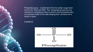 Nucleic Acid's informations , functions. | PPTX | Chemistry | Science