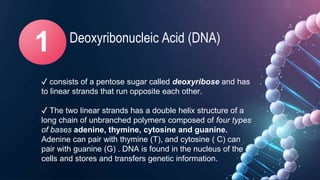 Nucleic Acid's informations , functions. | PPTX | Chemistry | Science