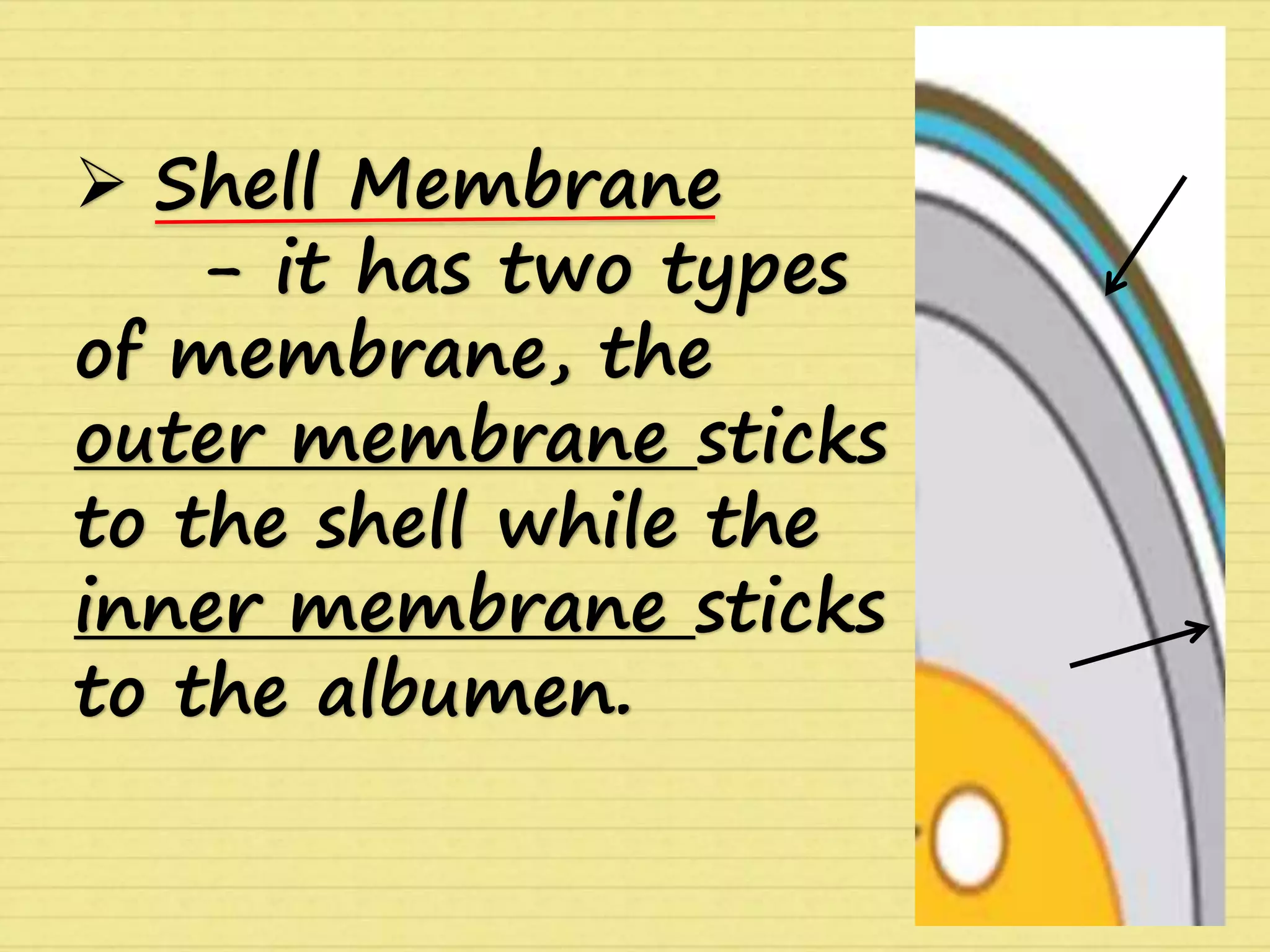 Physical structure and composition of eggs(KNHS) | PPTX