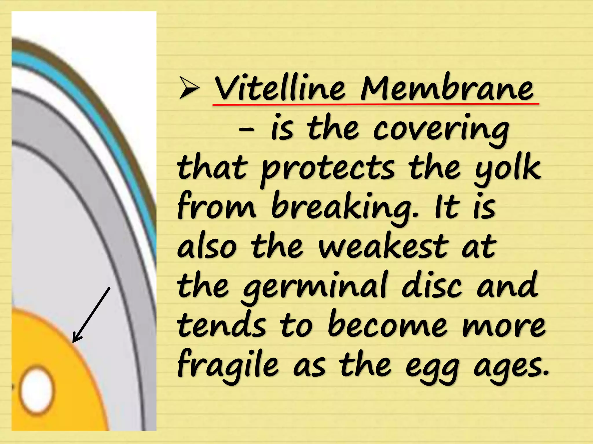 Physical structure and composition of eggs(KNHS) | PPTX